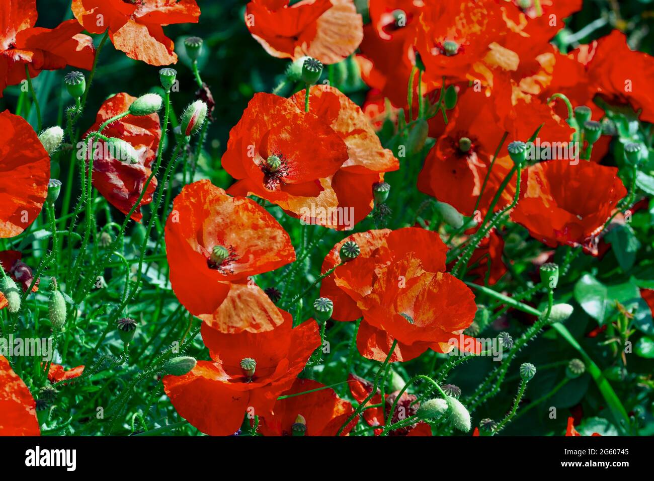 Common Poppies were introduced to the UK in antiquity. They are now ...