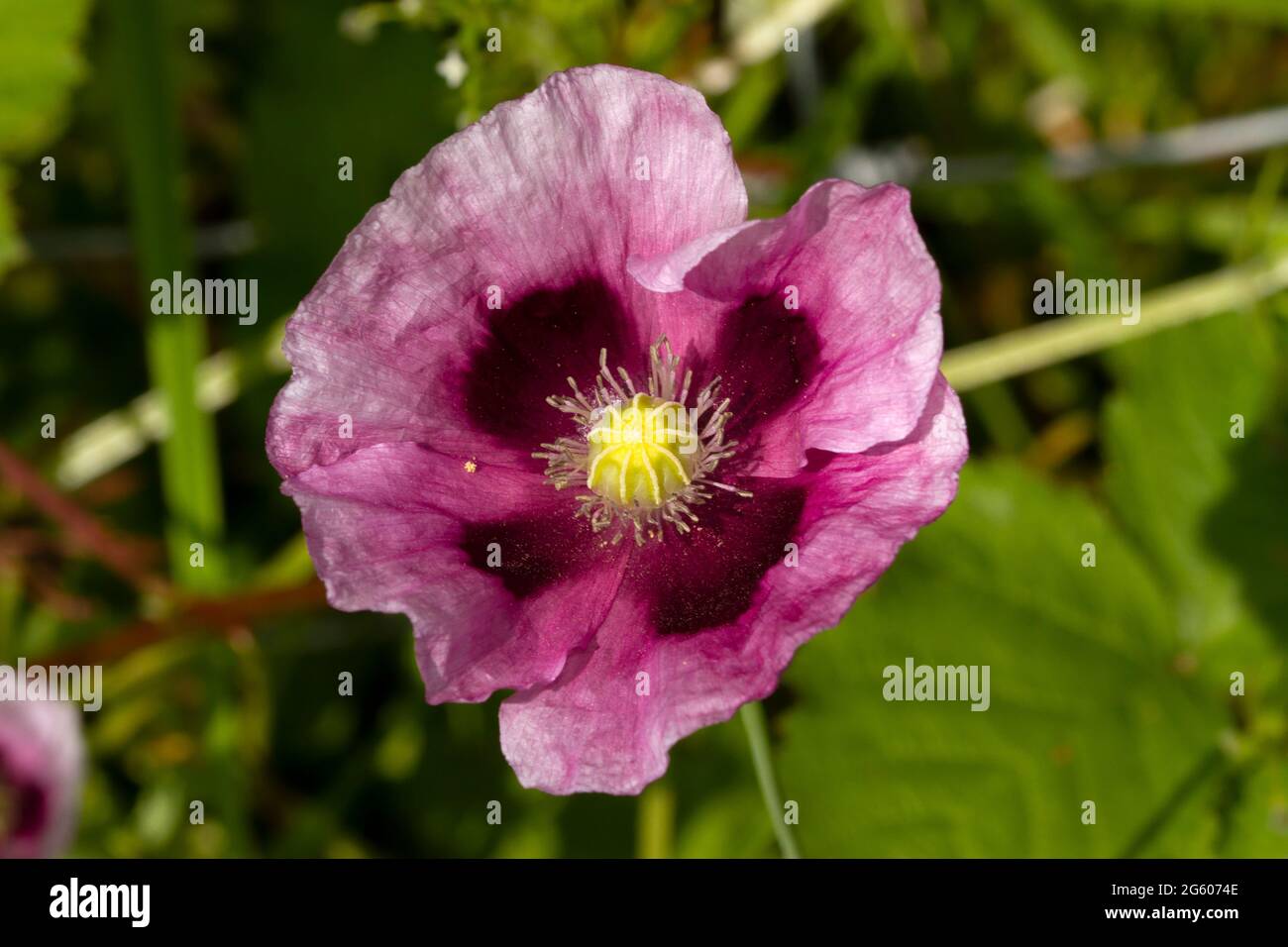 The Opium Poppy was introduced in ancient times to the UK to be grown ...