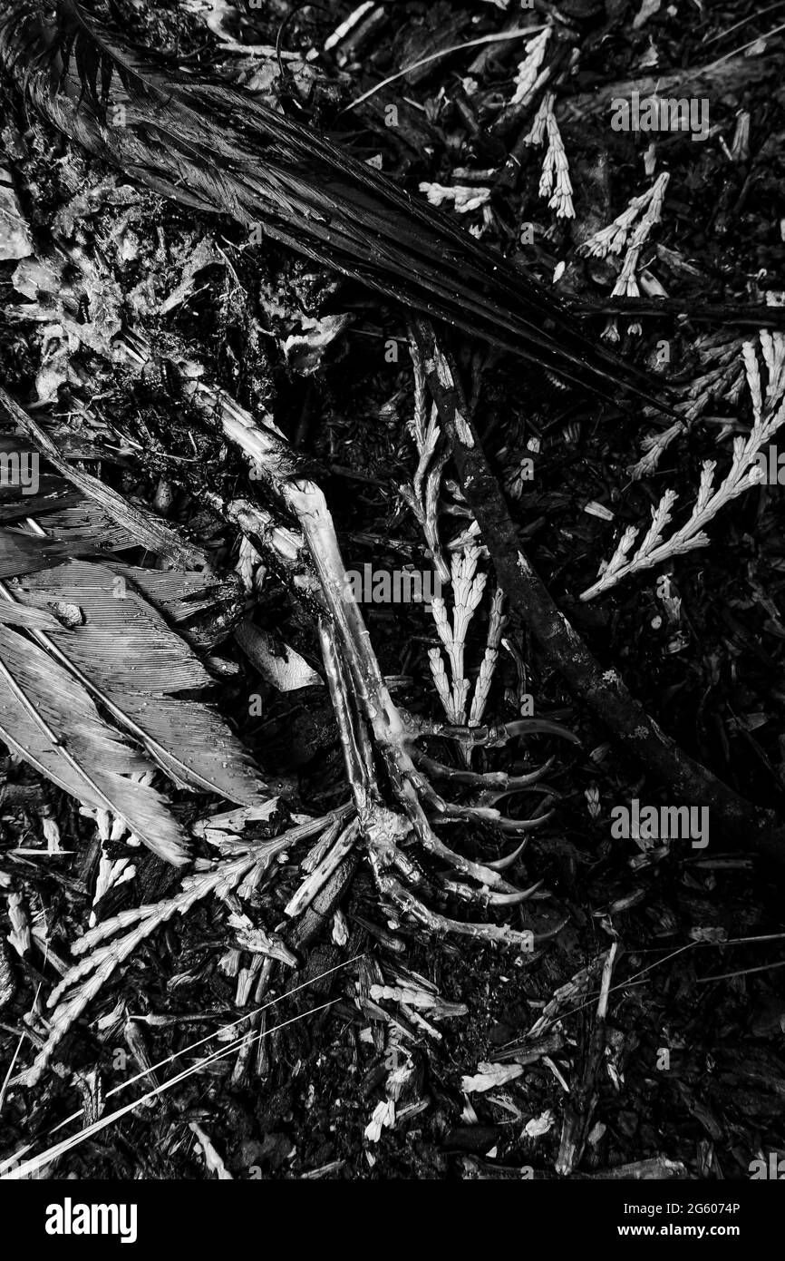 Lost legs Black and White Stock Photos & Images - Alamy