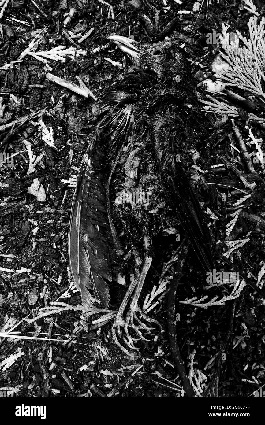 Dead bird Black and White Stock Photos & Images - Alamy