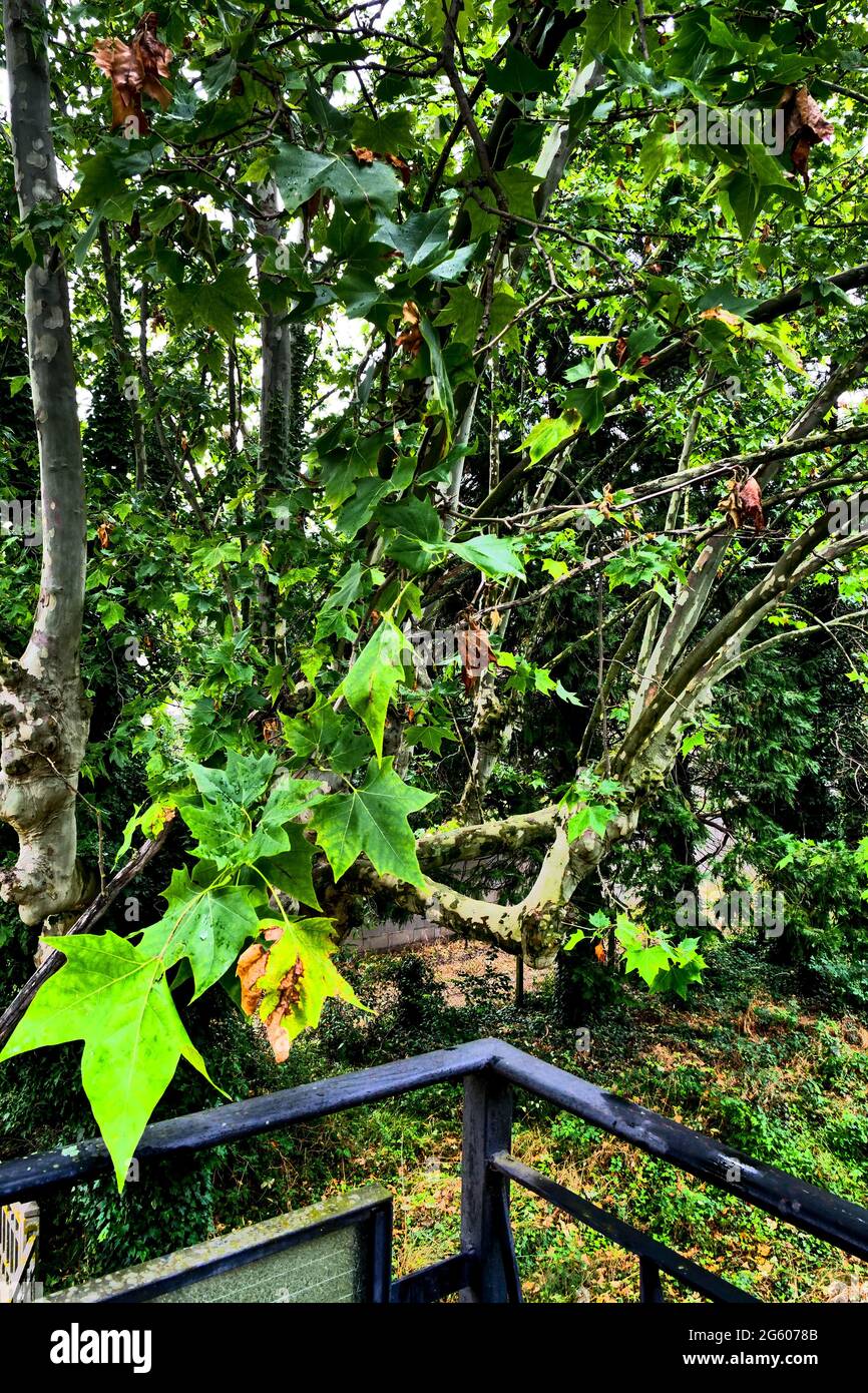 Old plane tree in an abandoned garden, conceptual photography, France ...