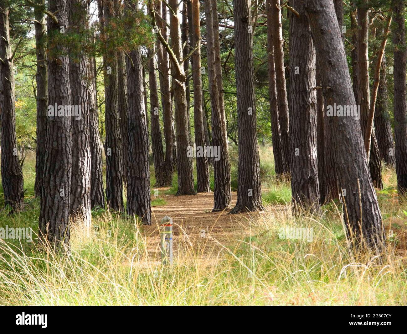 RSPB reserve, Arne, Dorset Stock Photo - Alamy