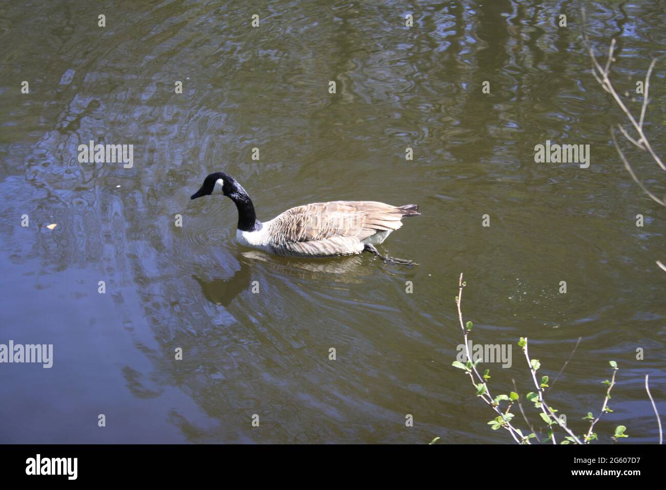 Black goose hi-res stock photography and images - Alamy