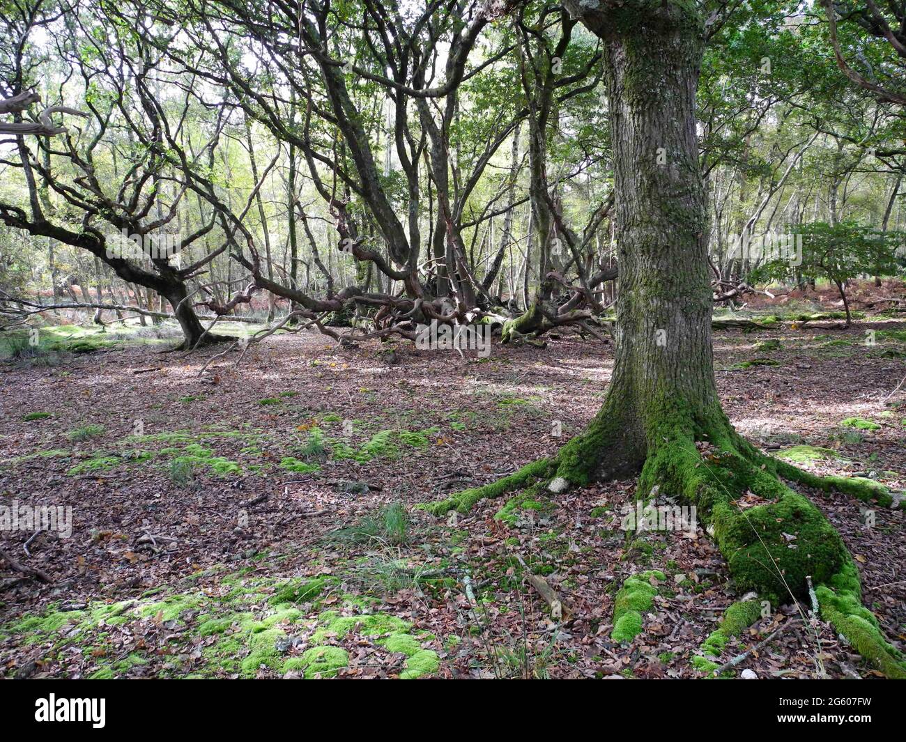 Rspb reserve arne hi-res stock photography and images - Alamy
