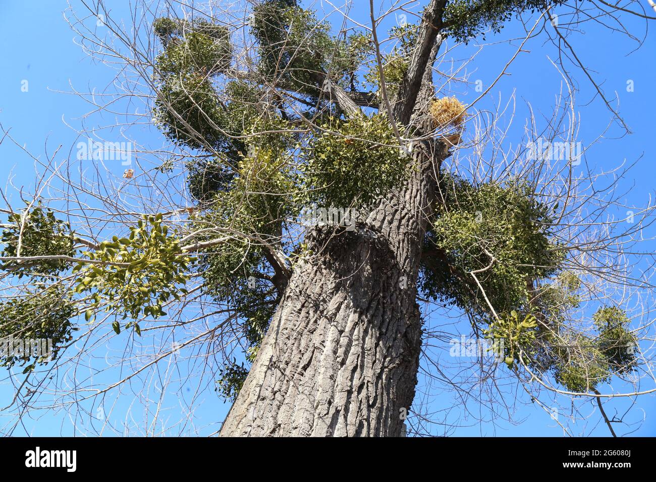 Loranthaceae hi-res stock photography and images - Alamy