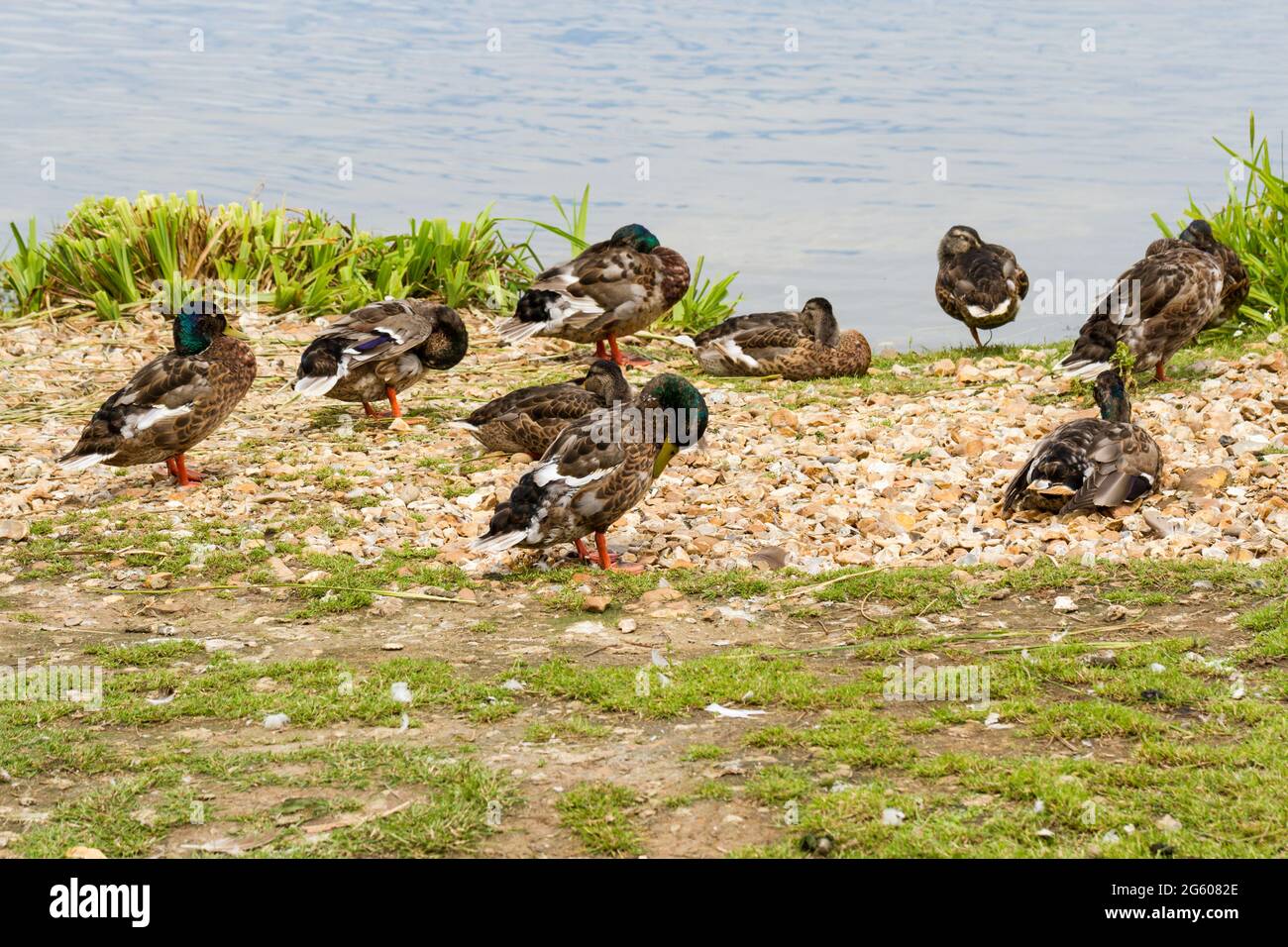British duck hi-res stock photography and images - Alamy