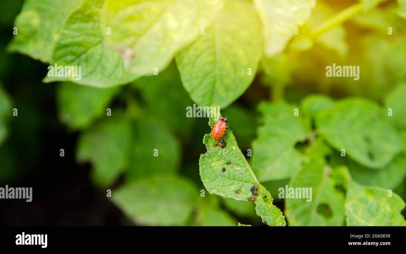 Colorado potato beetle - Leptinotarsa decemlineata on potatoes bushes ...