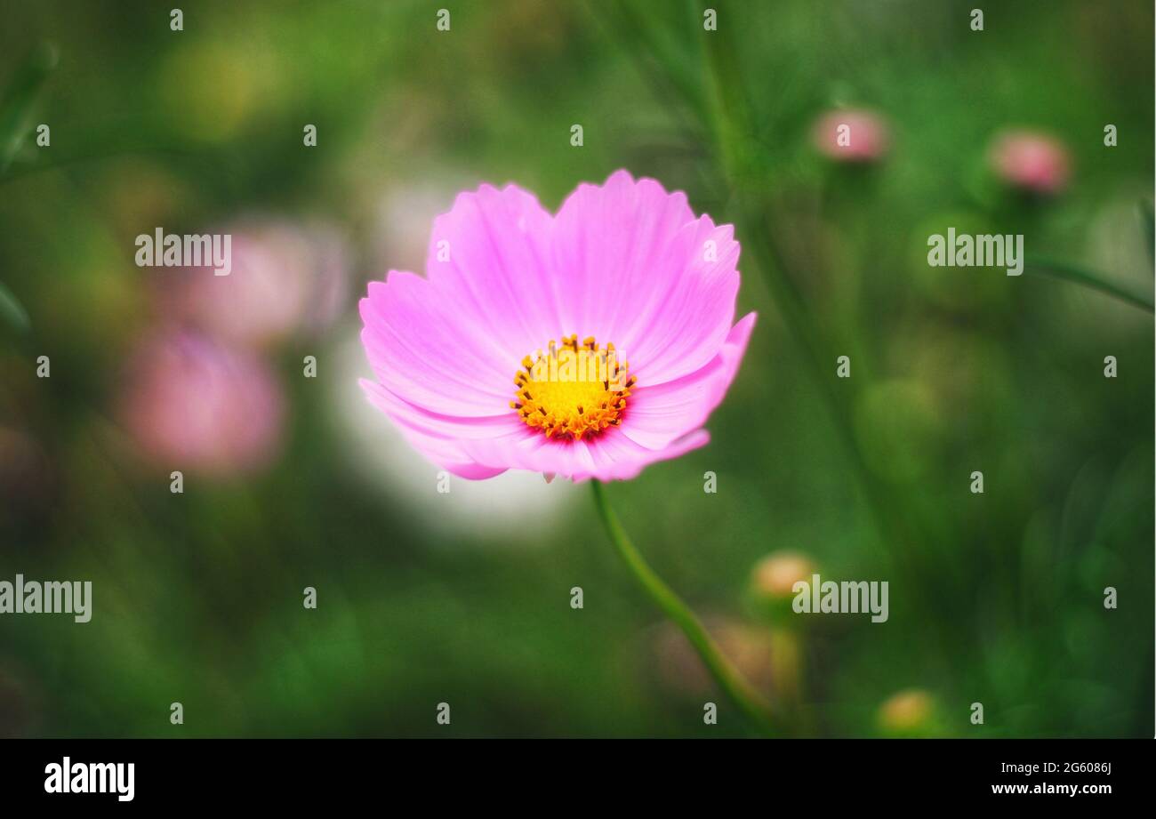 Beautiful cosmos flower (Cosmos Bipinnatus) for wallpaper Stock Photo ...