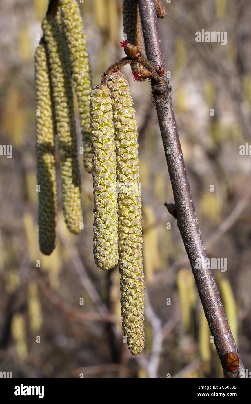 Corylus avellana, Common Hazel, Wild plant shot in spring Stock Photo ...