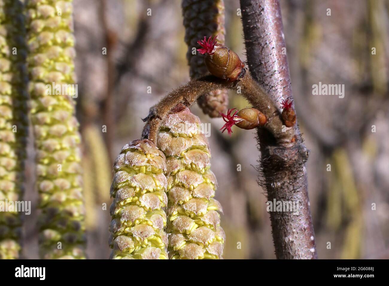 Corylus avellana, Common Hazel, Wild plant shot in spring Stock Photo ...