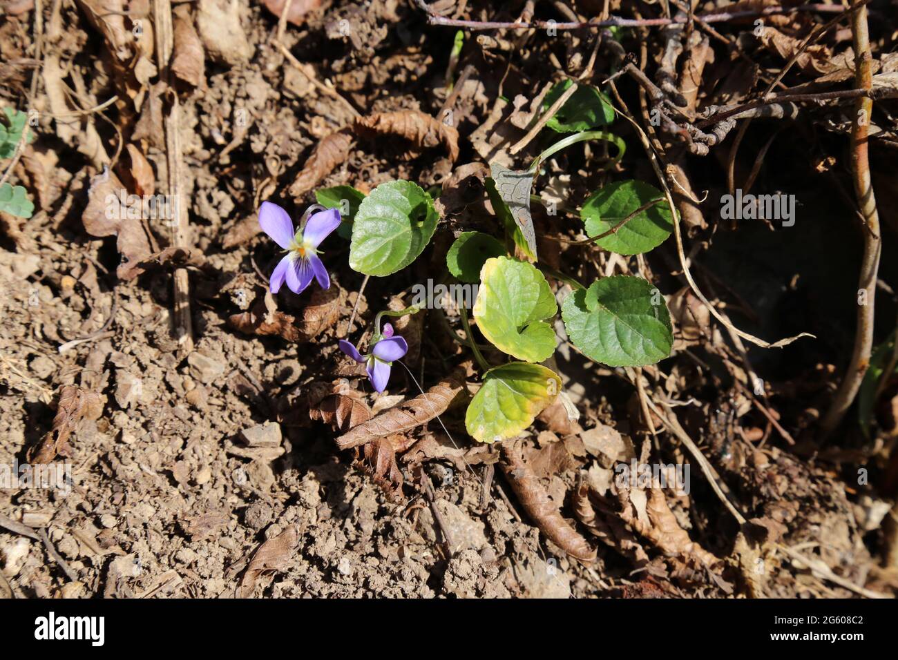 Viola odorata, Violaceae. Wild plant shot in spring Stock Photo - Alamy