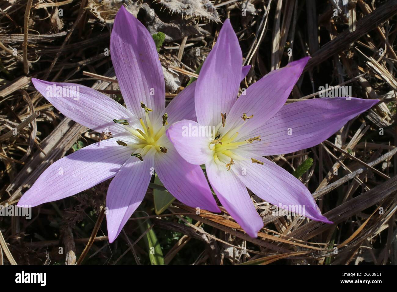 Diampolis hi-res stock photography and images - Alamy