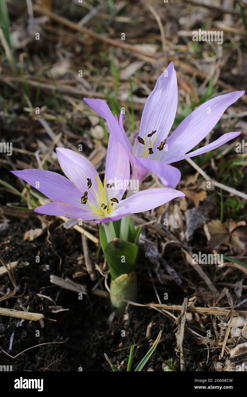 Colchicum diampolis, Colchicaceae. Wild plant shot in spring Stock ...