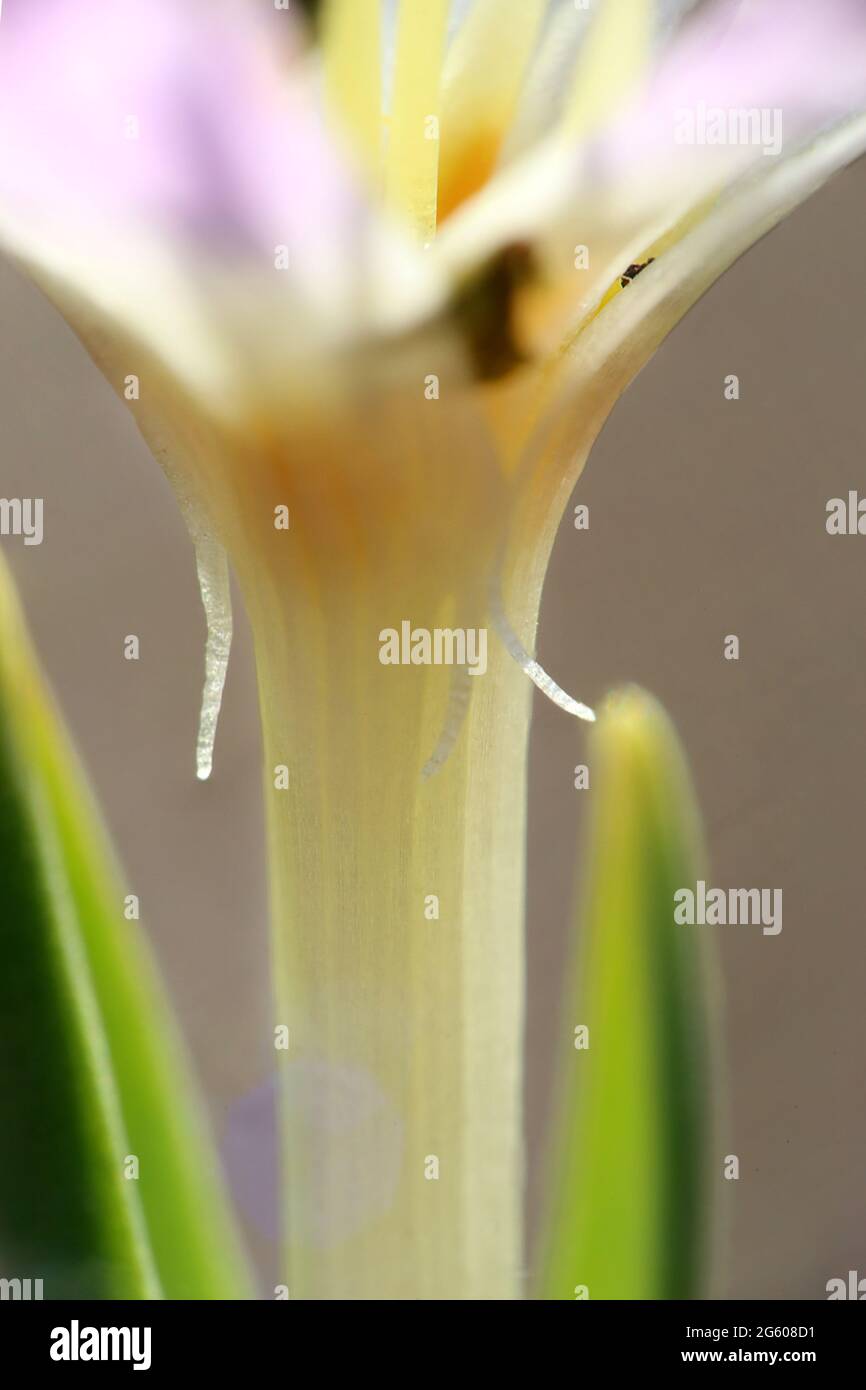 Colchicaceae hi-res stock photography and images - Alamy