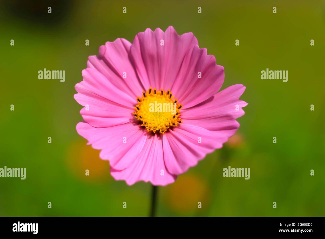 Beautiful cosmos flower (Cosmos Bipinnatus) for wallpaper Stock Photo ...