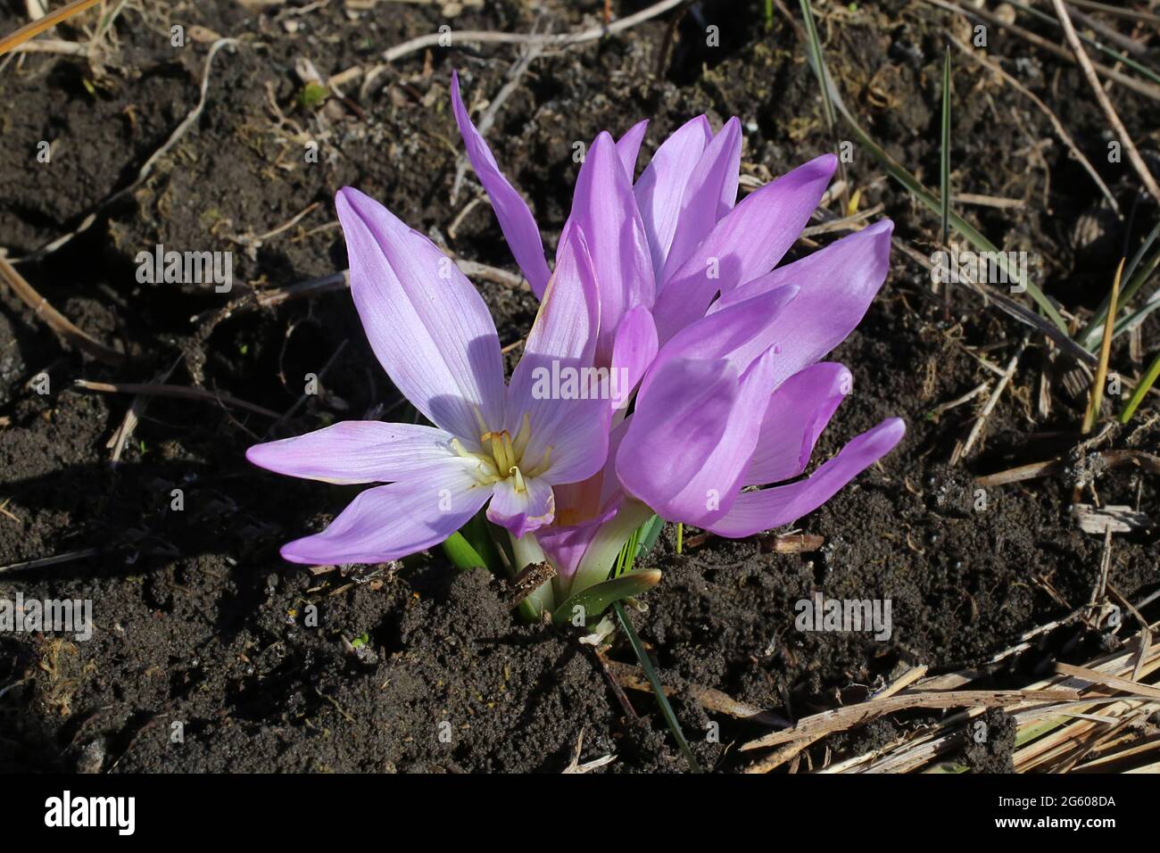 Diampolis hi-res stock photography and images - Alamy