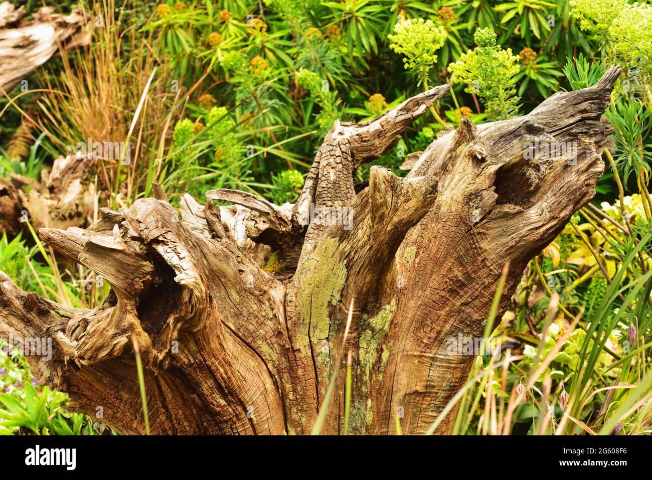 Stumpery hi-res stock photography and images - Alamy