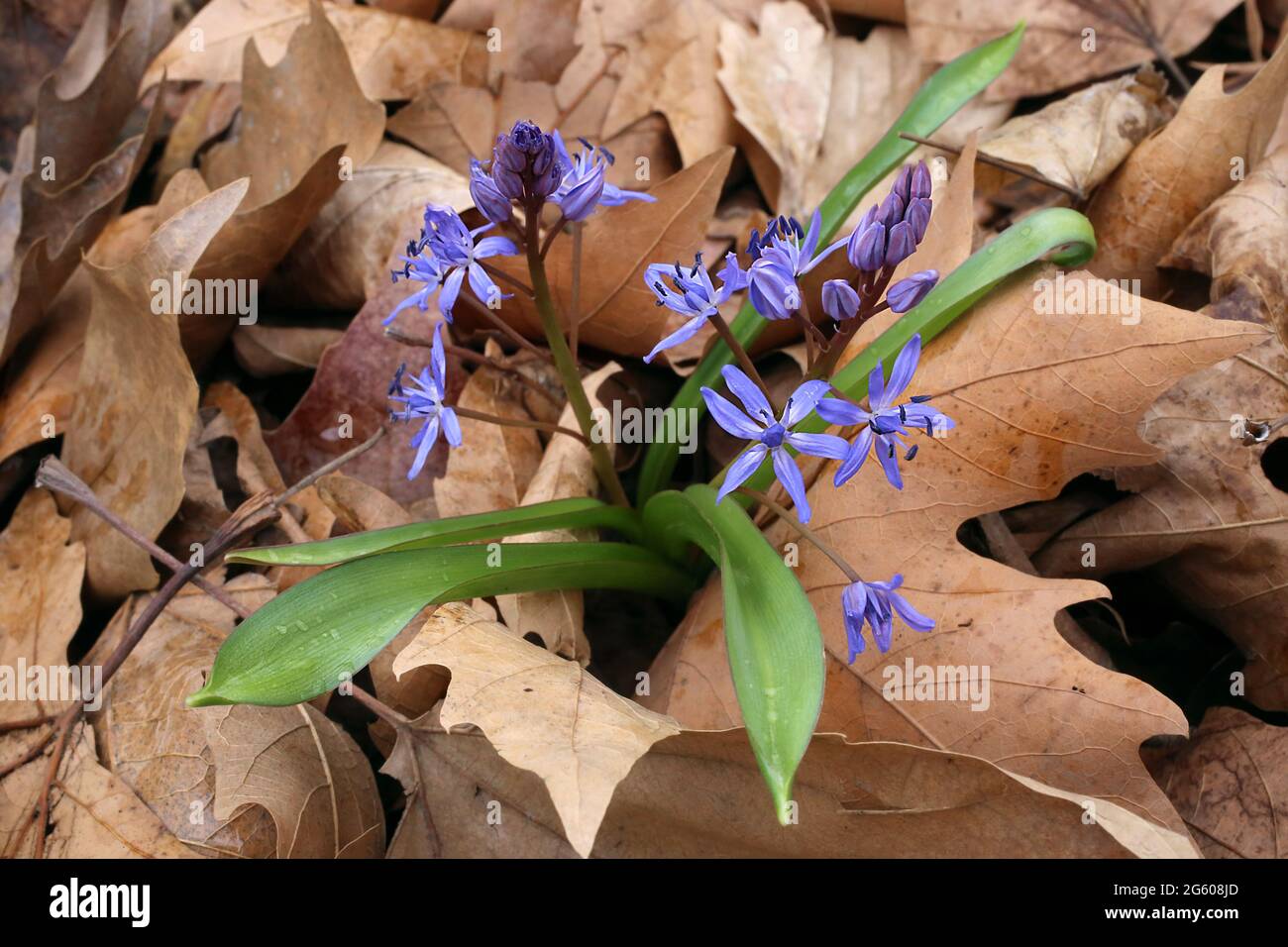 Squill plants hi-res stock photography and images - Alamy
