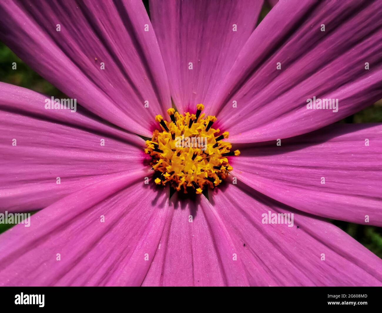Beautiful cosmos flower (Cosmos Bipinnatus) for wallpaper Stock Photo ...