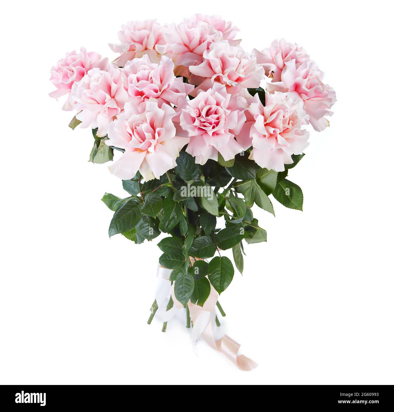 huge pink french roses bouquet isolated on white background. luxury ...