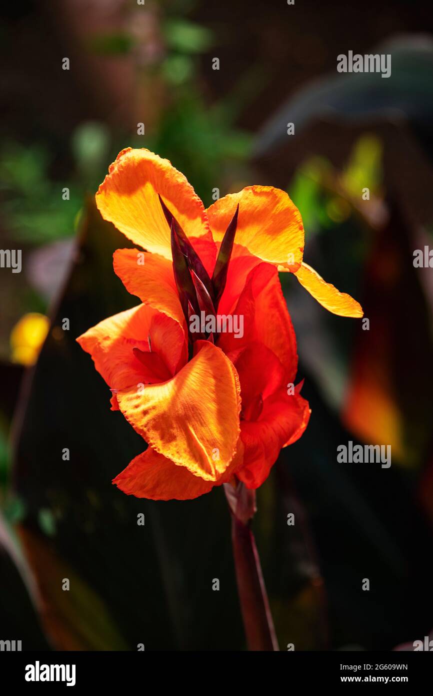 African arrowroot hi-res stock photography and images - Alamy