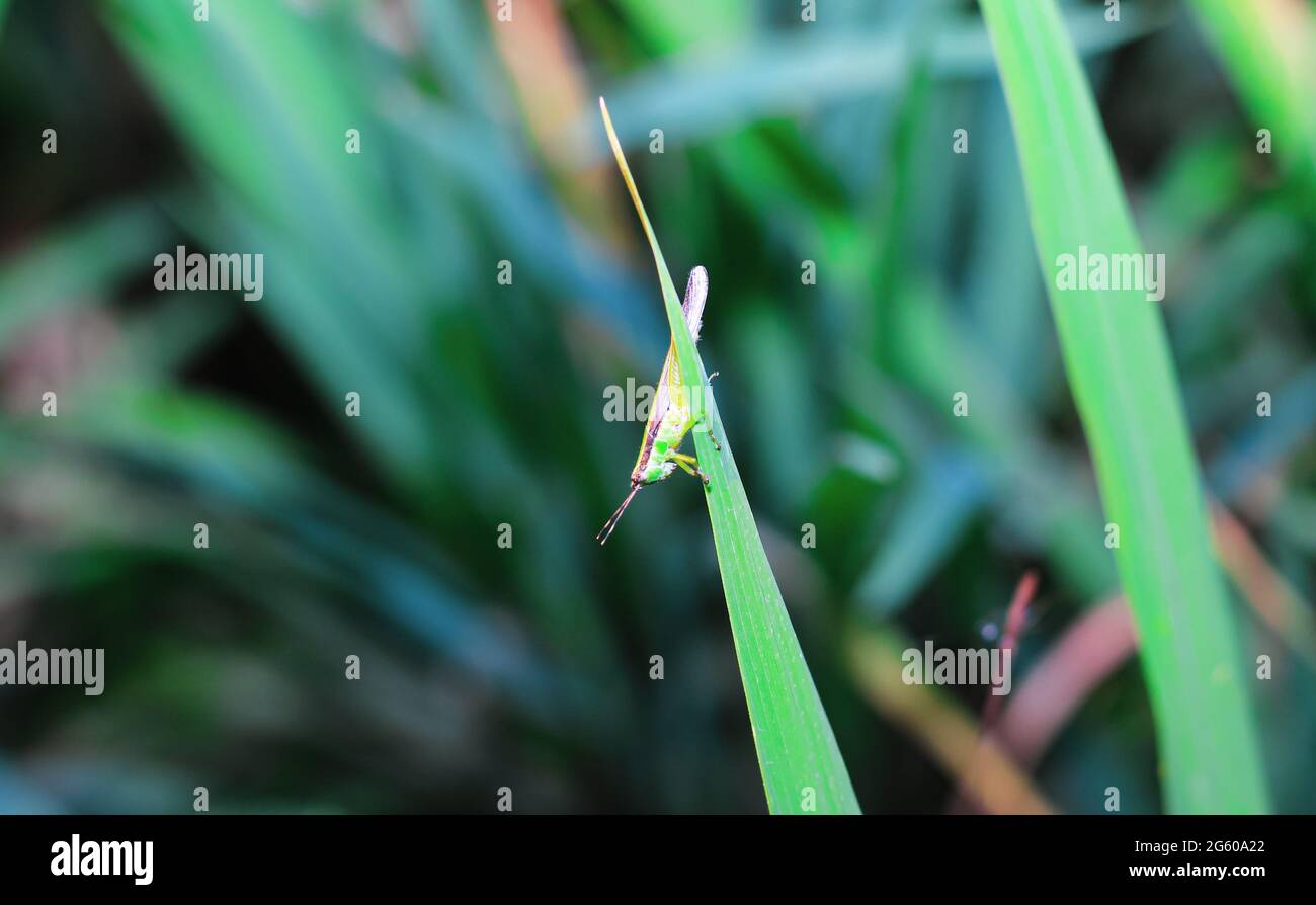 Beautiful grasshopper on the grass on a blurred background. Grasshopper ...