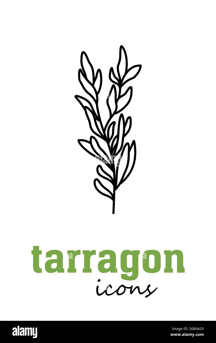 Estragon illustration Stock Vector Images - Alamy