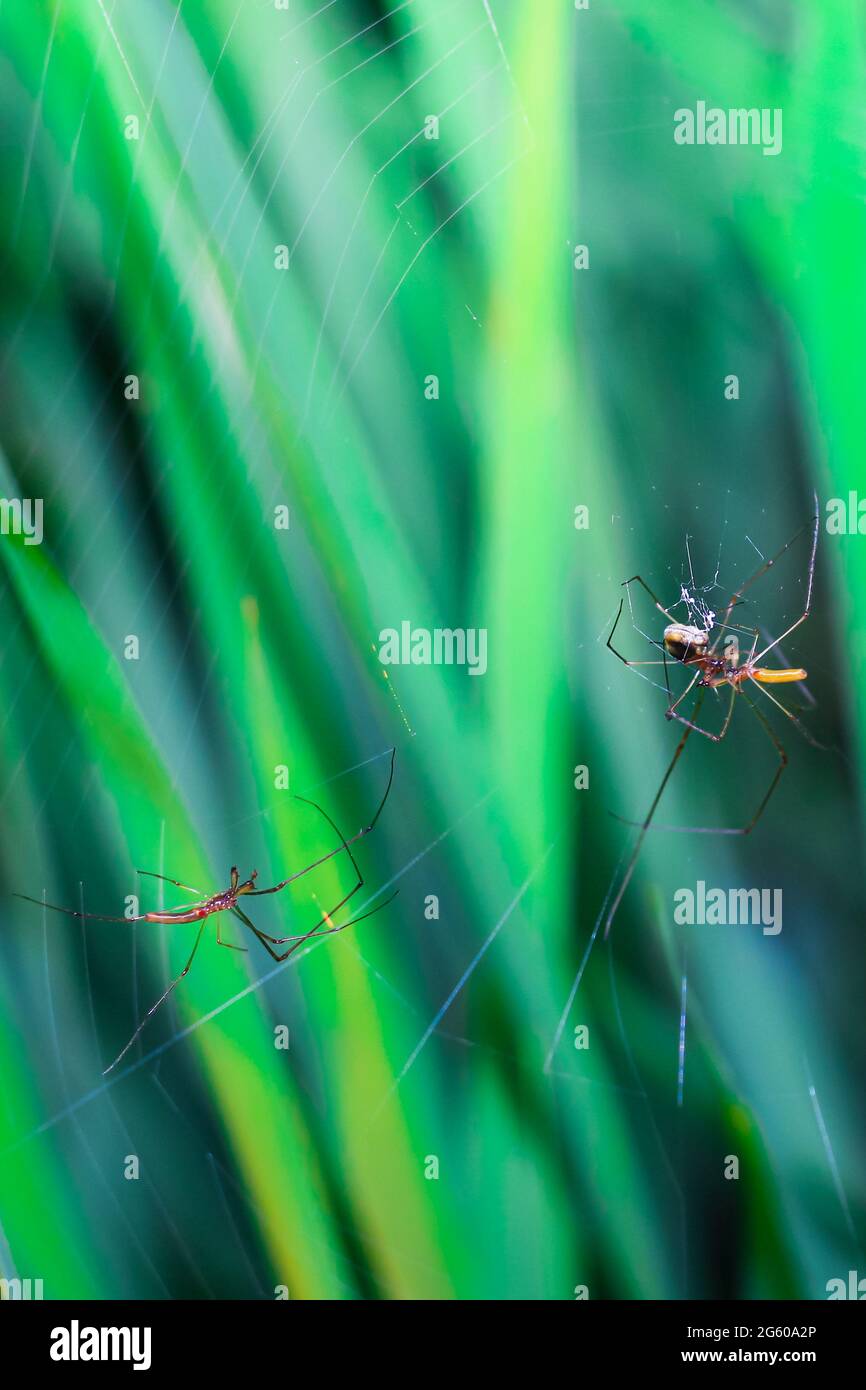 Rare photography, Meeting, seen two male and female spiders doing a ...