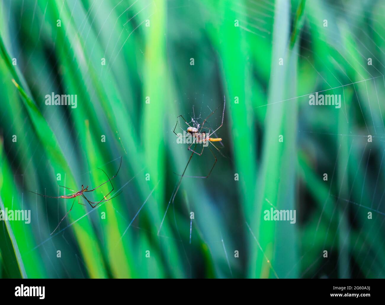 Rare photography, Meeting, seen two male and female spiders doing a ...