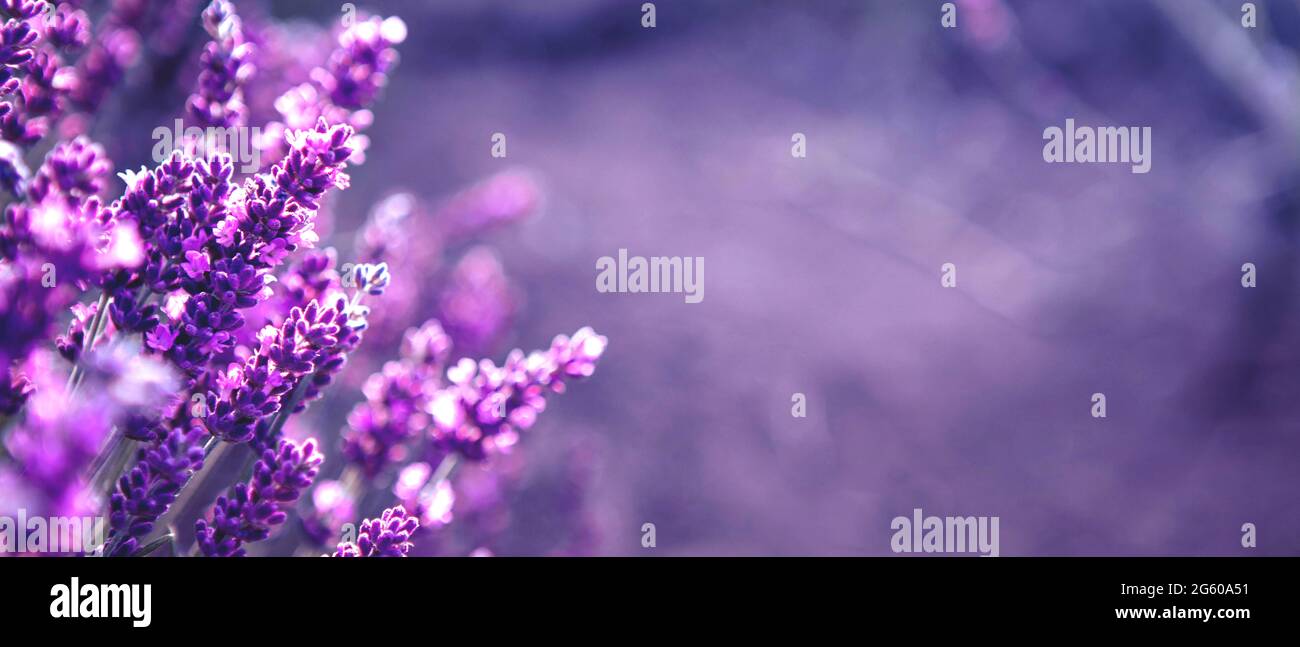 Lavender flower banner hi-res stock photography and images - Alamy