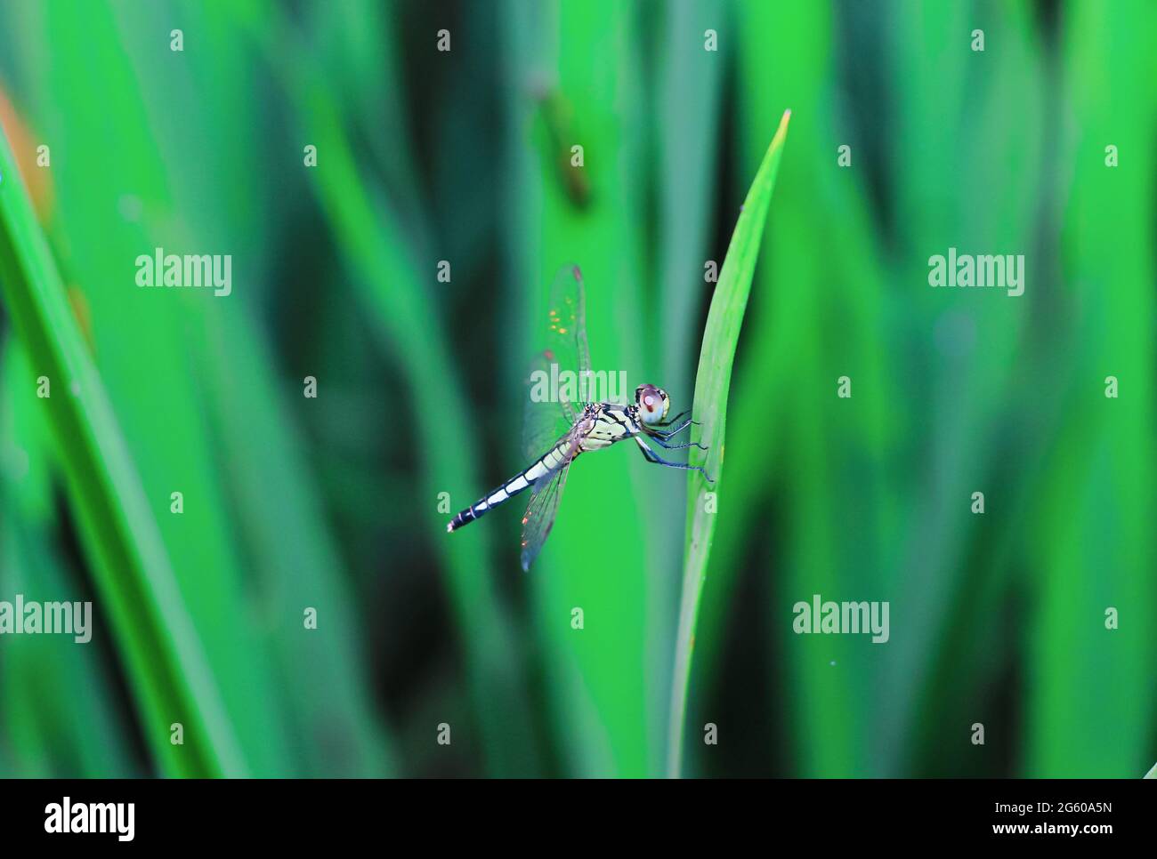 Beautiful nature scene dragonfly. Dragonfly in the nature habitat using ...