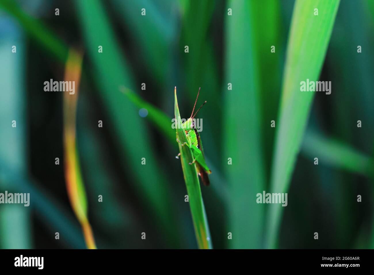 Beautiful grasshopper on the grass on a blurred background. Grasshopper ...