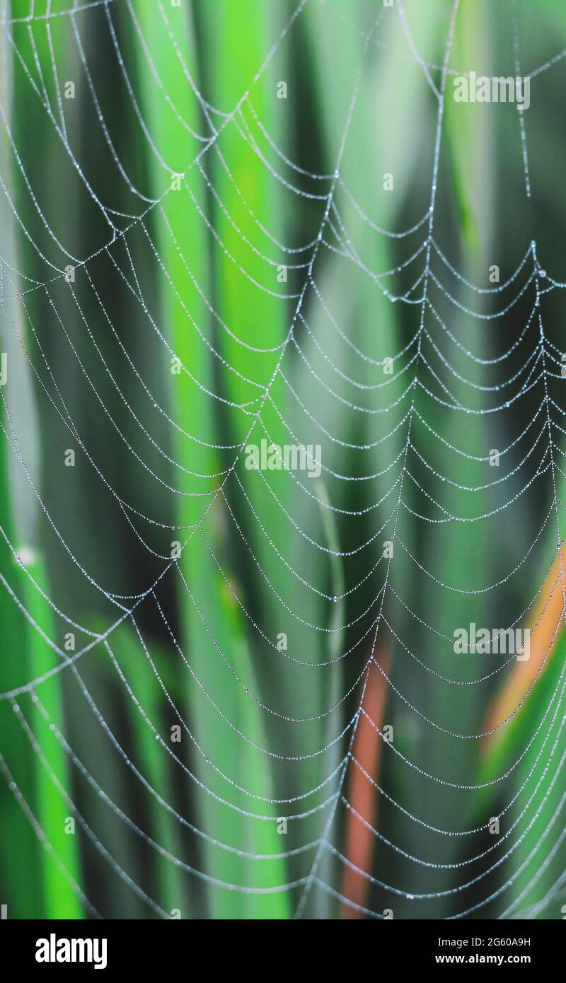 Dewdrops on spider web (cobweb) closeup with green background for the ...