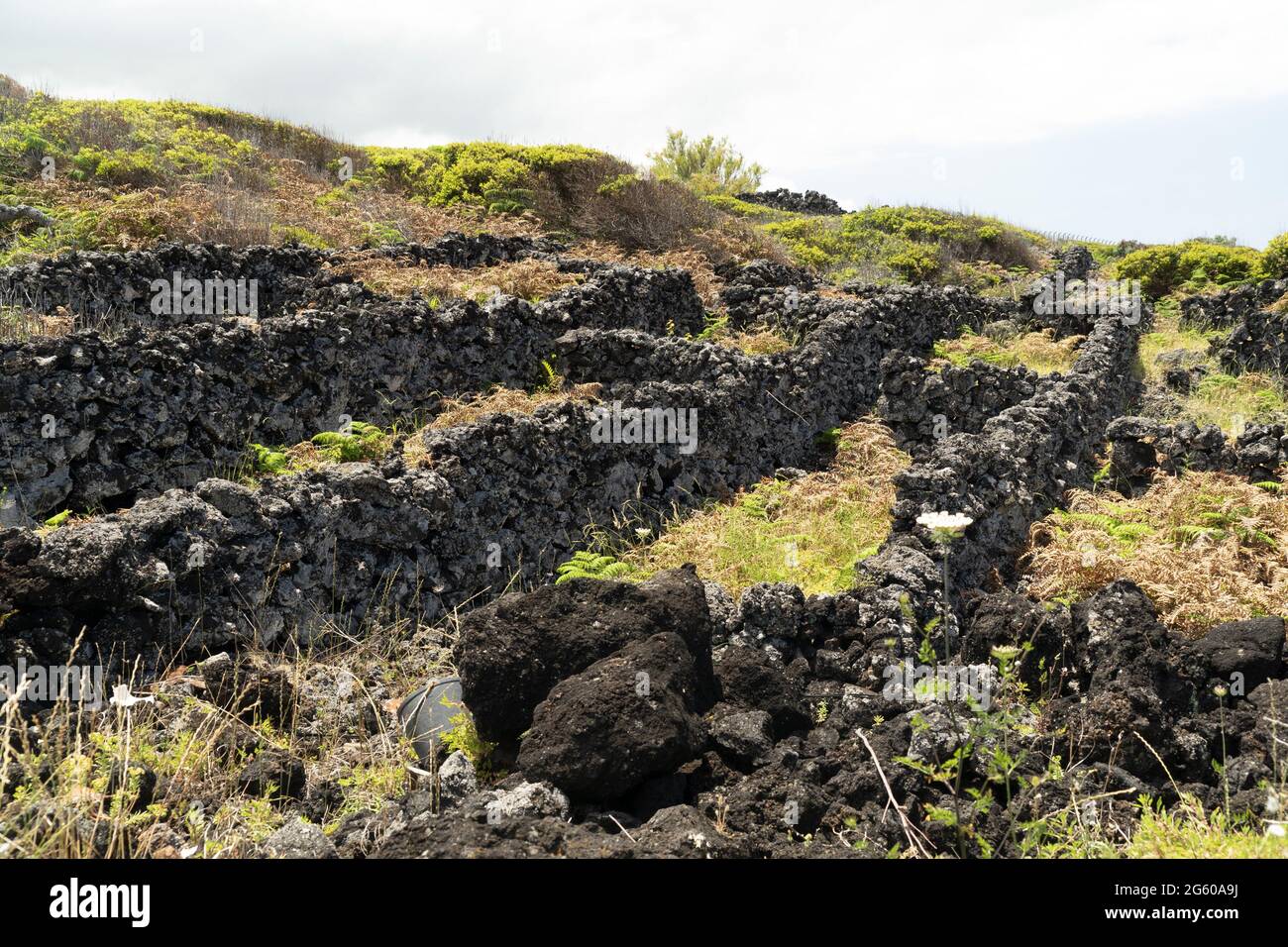 Pico Island Azores vineyard wine grapes protected by lava stone aerial ...