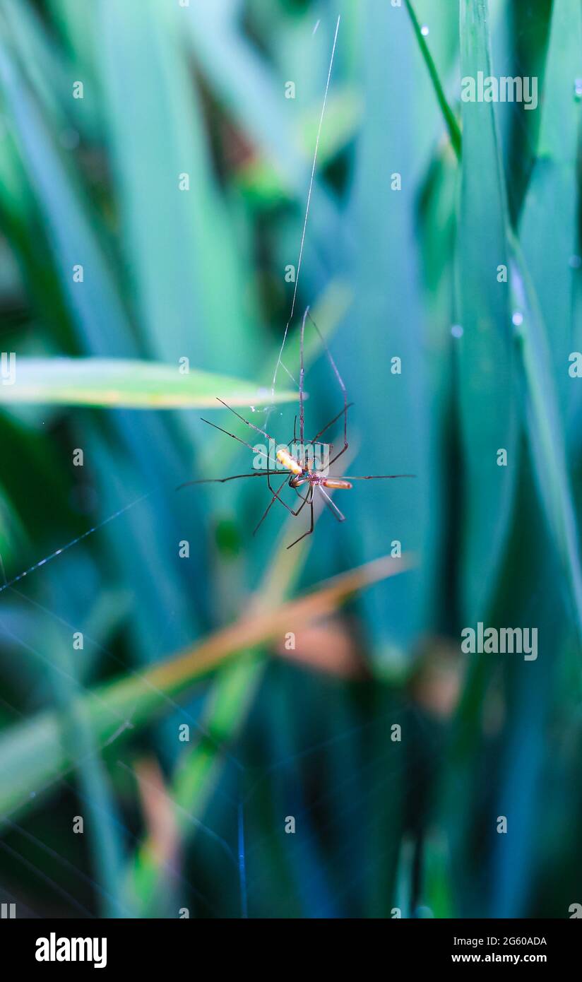 Rare photography, Meeting, seen two male and female spiders doing a ...