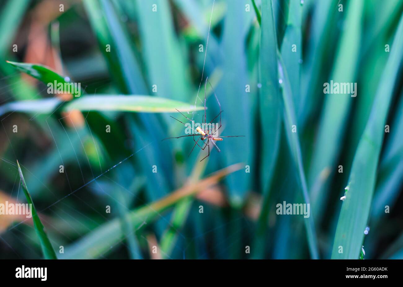 Rare photography, Meeting, seen two male and female spiders doing a ...