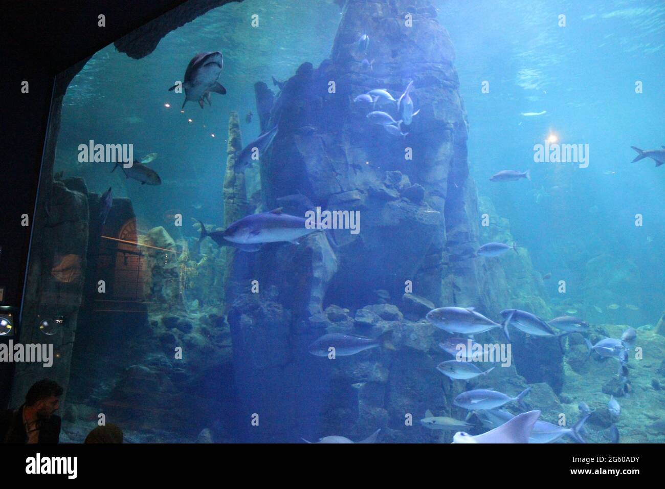 Istanbul Aquarium - Aqua Florya - Istanbul ,Turkey Stock Photo - Alamy
