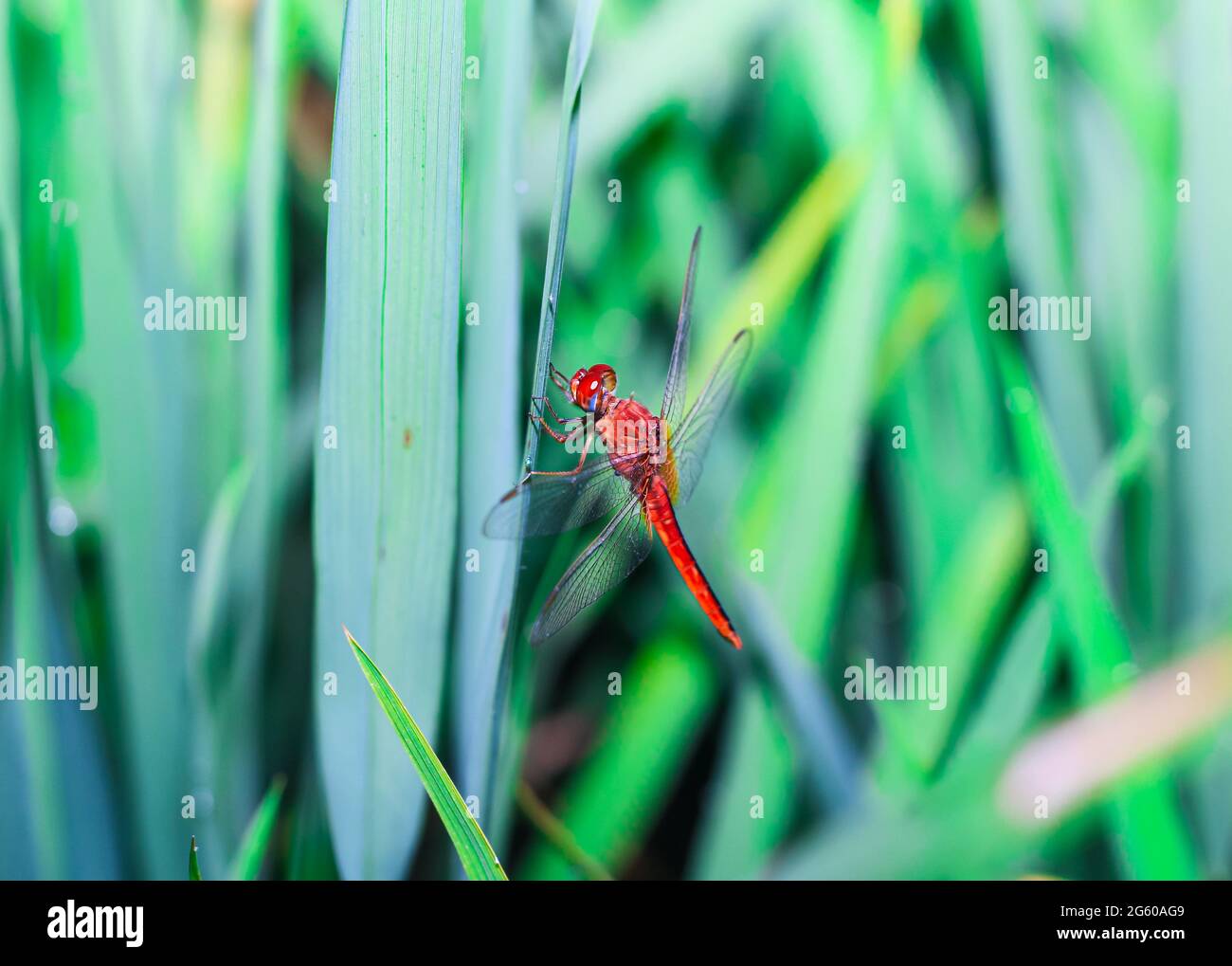 Beautiful nature scene dragonfly. Dragonfly in the nature habitat using ...