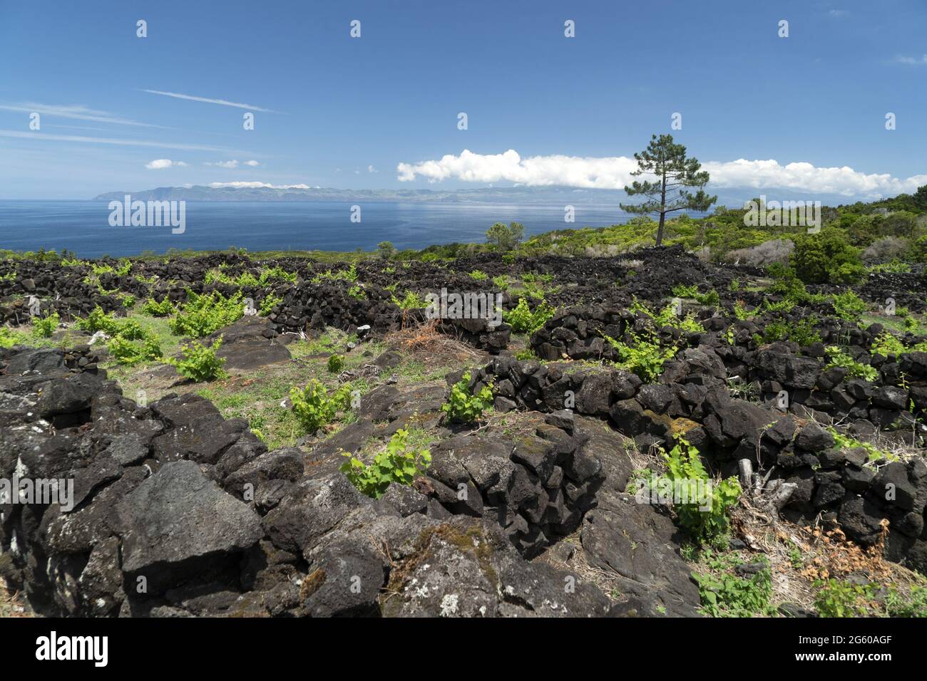 Landscape pico island vineyard culture hi-res stock photography and ...