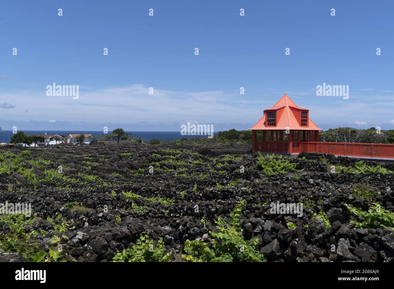 Pico island vineyard culture hi-res stock photography and images - Alamy