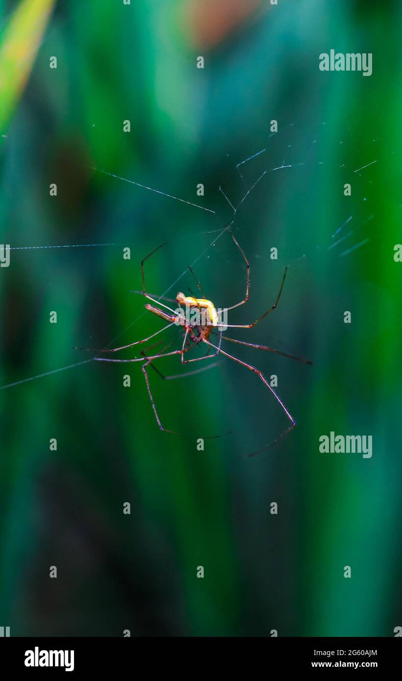 Rare photography, Meeting, seen two male and female spiders doing a ...