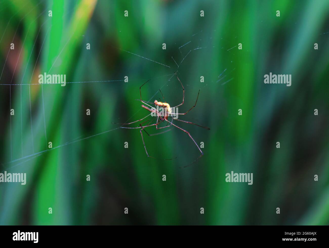 Rare photography, Meeting, seen two male and female spiders doing a ...