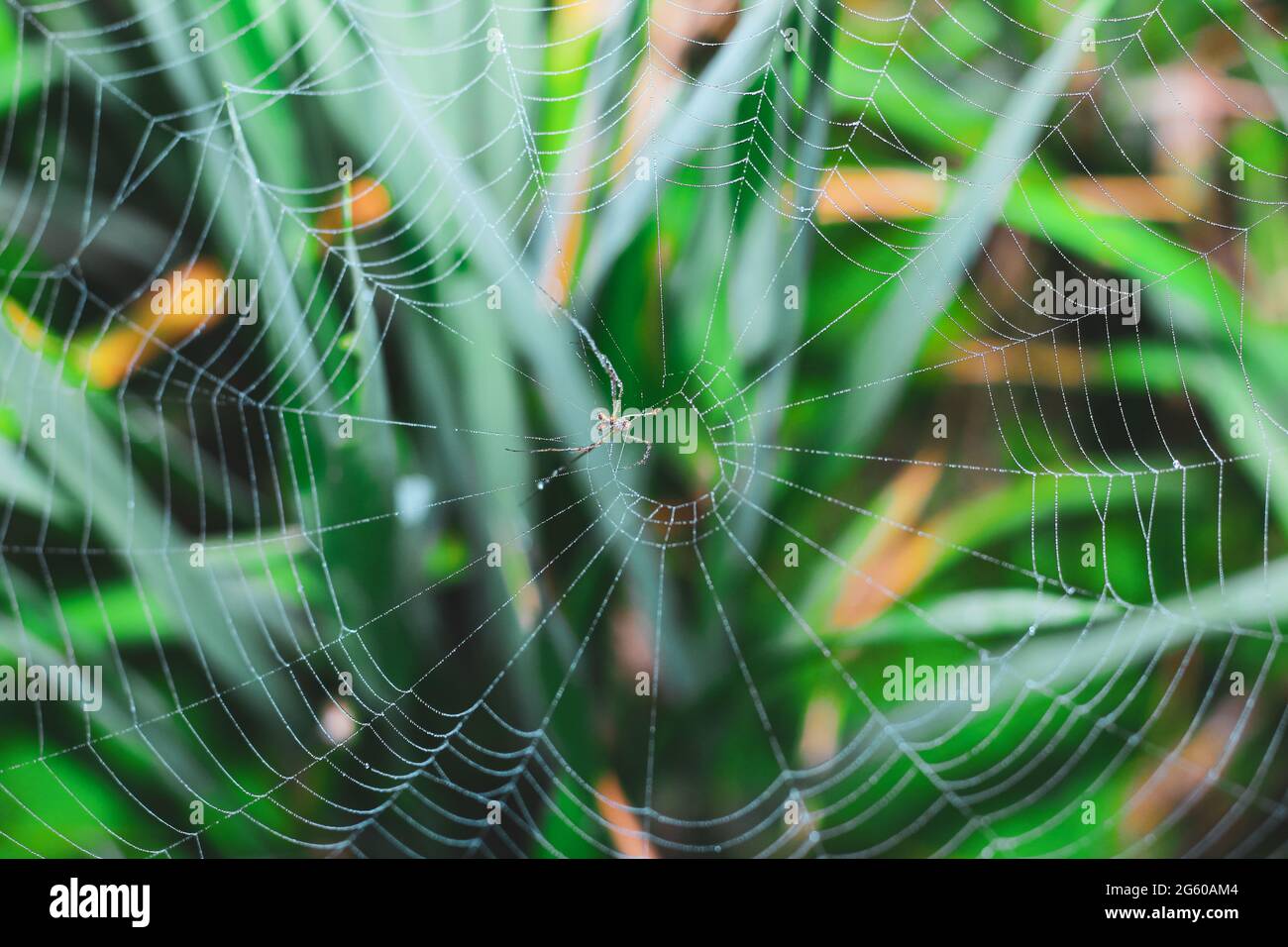 Spider sitting on the web with green background. Dewdrops on spider web ...