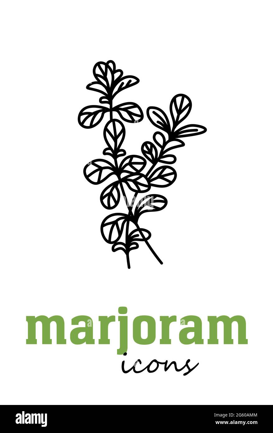 Origanum majorana illustration hi-res stock photography and images - Alamy