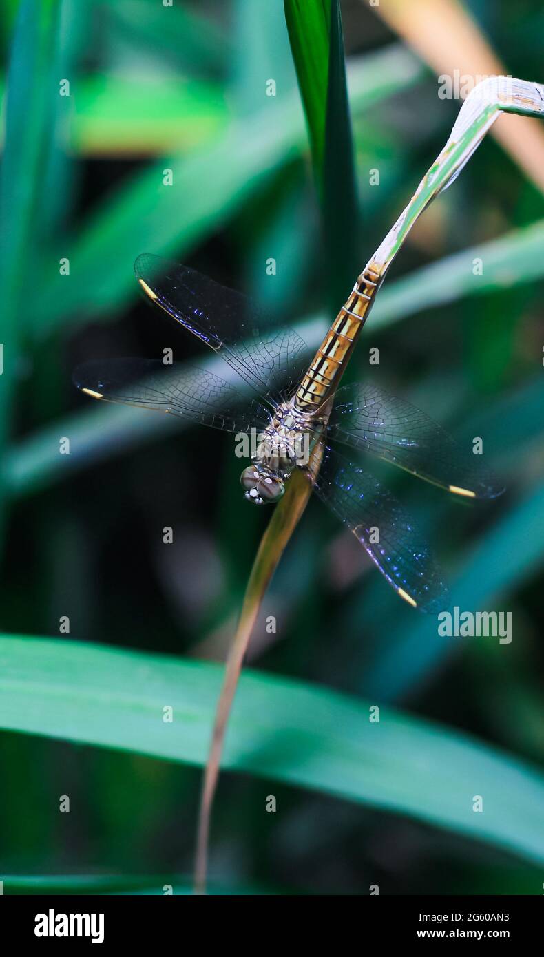 Dragonfly wings macro hi-res stock photography and images - Alamy