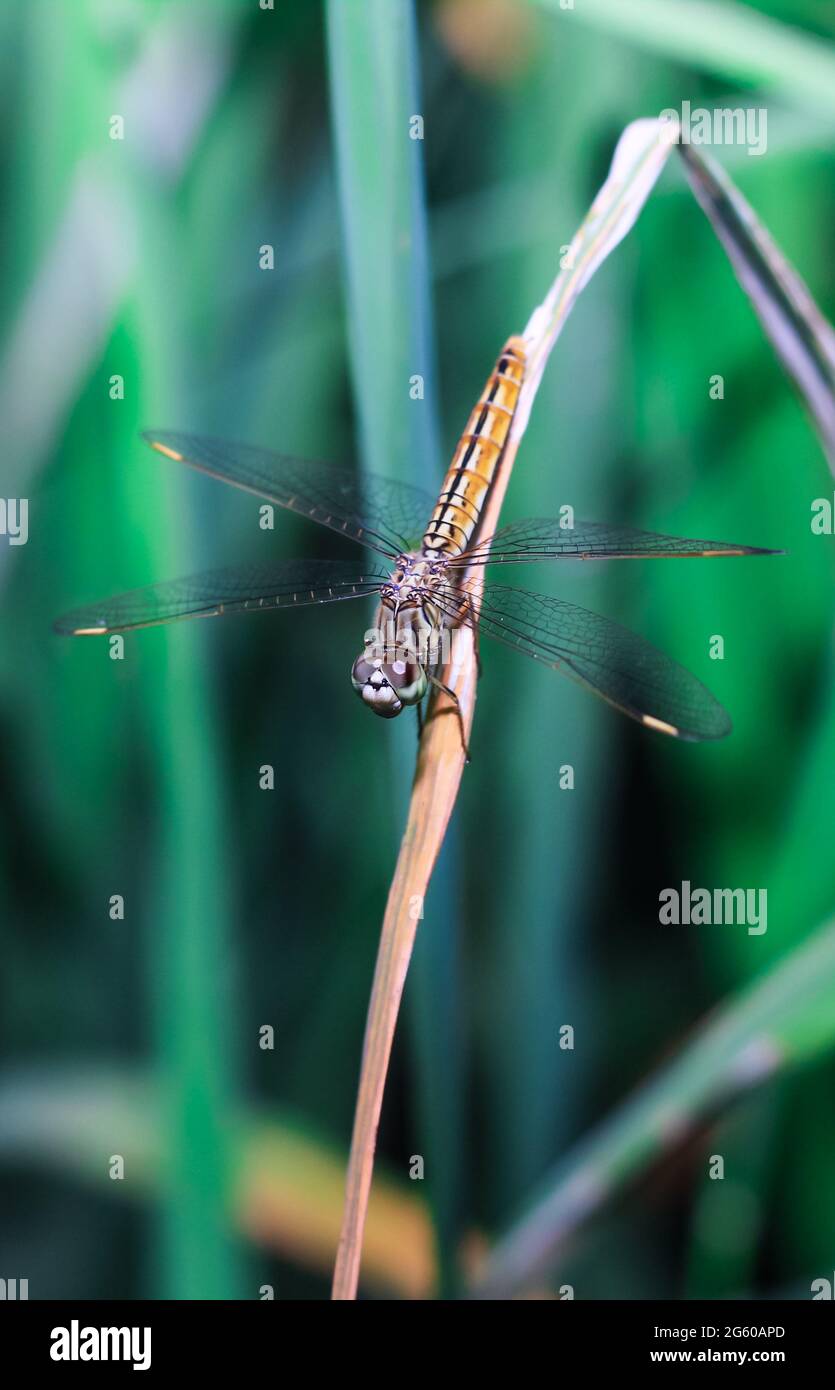 Beautiful nature scene dragonfly. Dragonfly in the nature habitat using ...