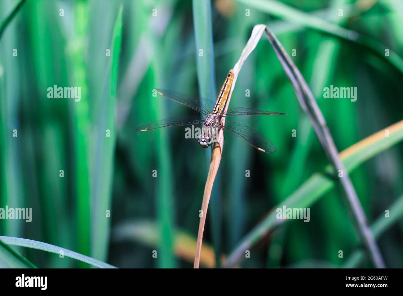 Beautiful nature scene dragonfly. Dragonfly in the nature habitat using ...