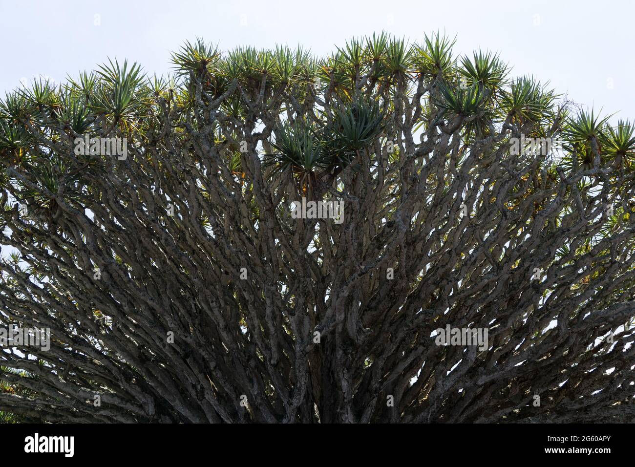 Dragon tree red blood resin fragile branch in Pico Azores Stock Photo ...
