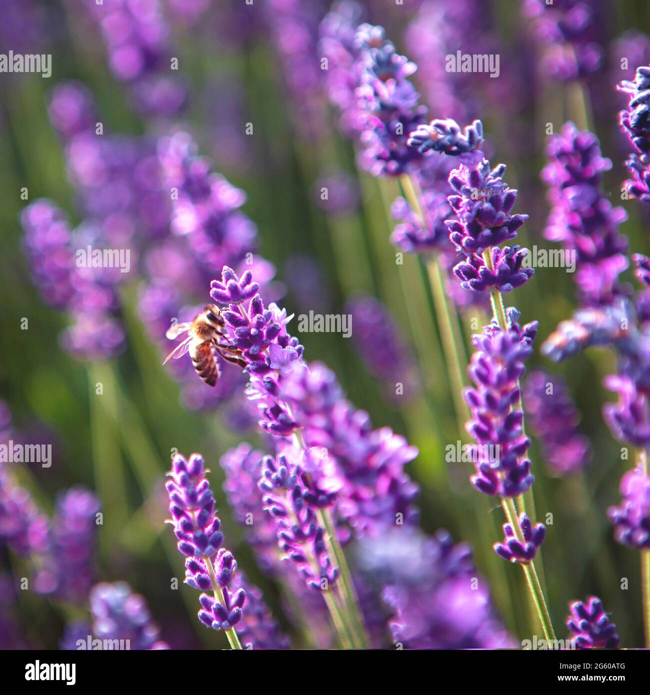 Sunset bee hi-res stock photography and images - Alamy