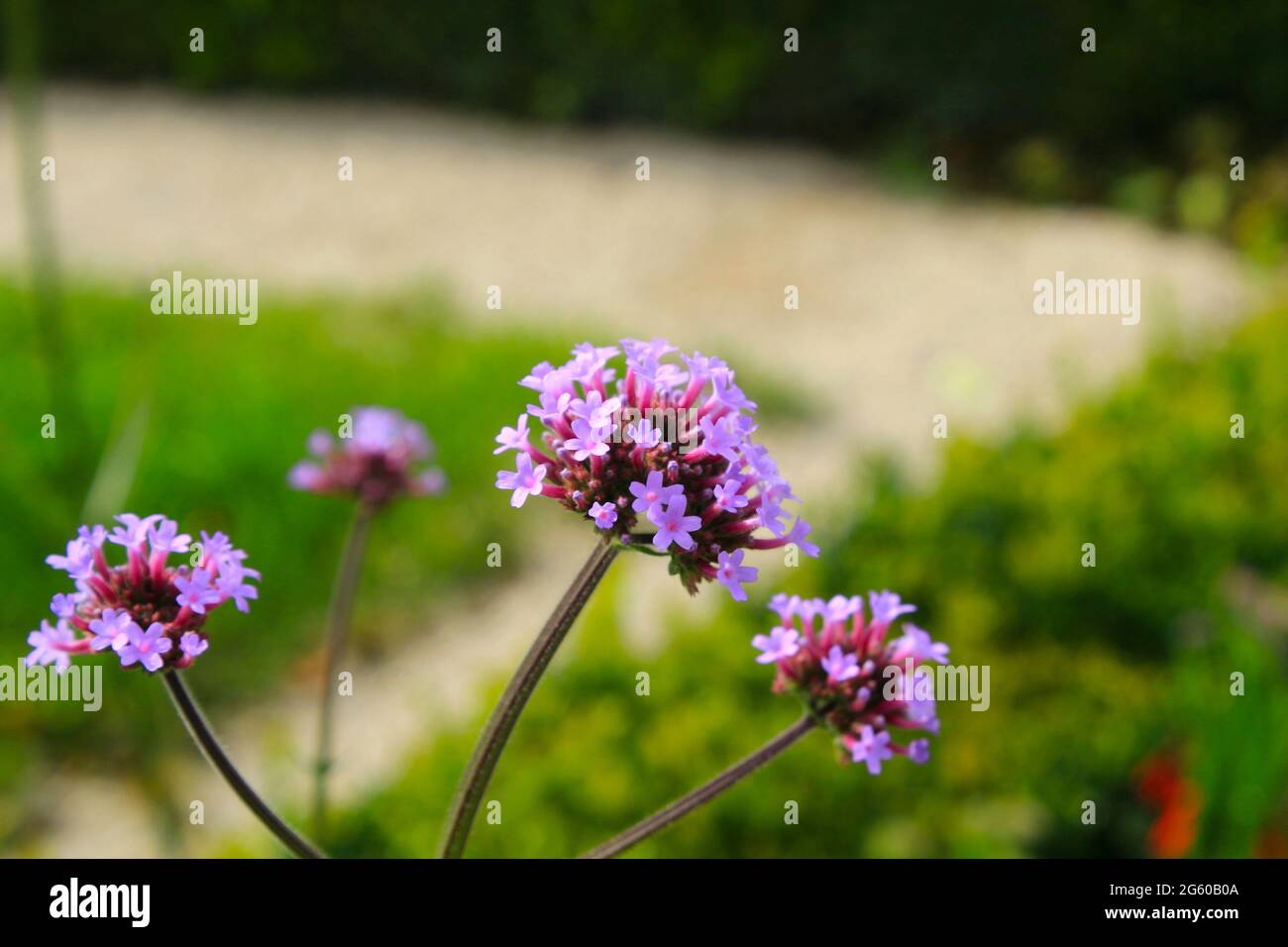 Pink and Small Flower Buds Stock Photo - Alamy